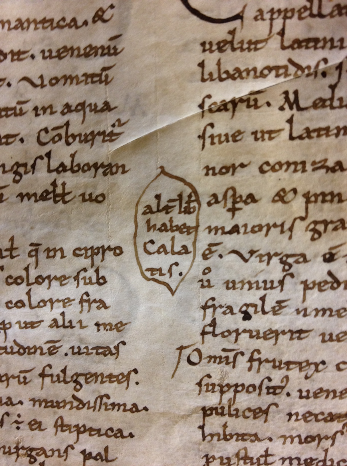 Manicula | medievalbooks